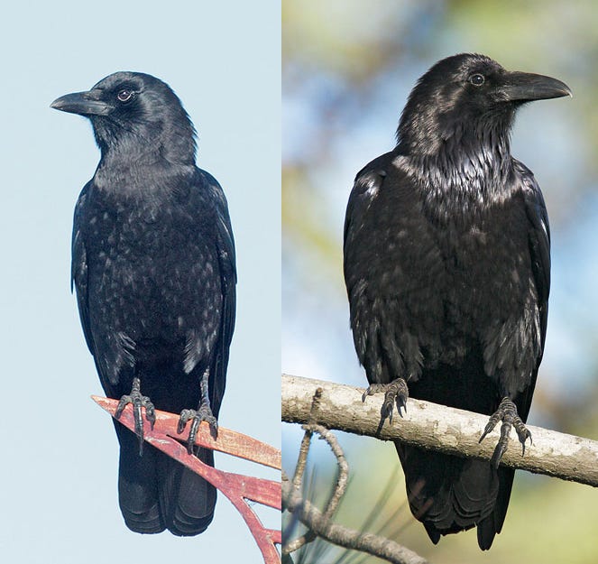 The Remarkable Intelligence of Crows and Ravens | by Isha Upadhyay | Medium