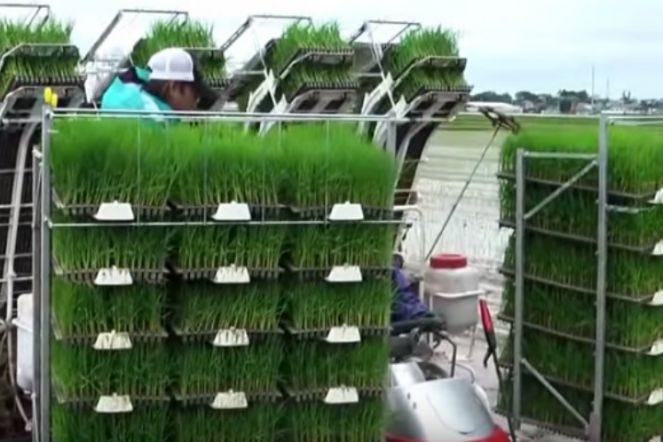 Cara Tanam Padi di Jepang, Menggali Keajaiban Pertanian Jepang | by Muhammad Alfarid | Medium