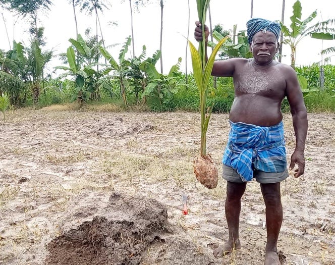 How plant Coconut palm at home. Coconut Tree grow naturally in tropical ...