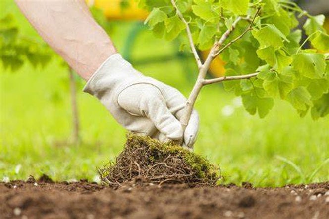 The Benefits of Tree Planting for Climate Change Mitigation | by John ...