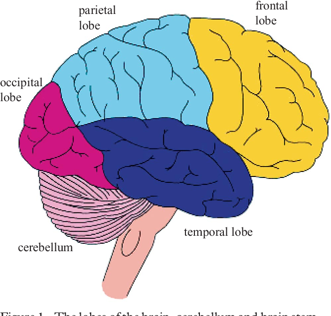 Neuroeconomics: A new explanation to the old phenomenon | by Manu Prathap | Medium