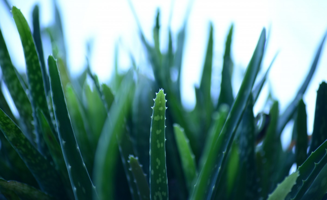 Can Aloe Vera Heal Inflammation — A Scientific Perspective | by Safia ...
