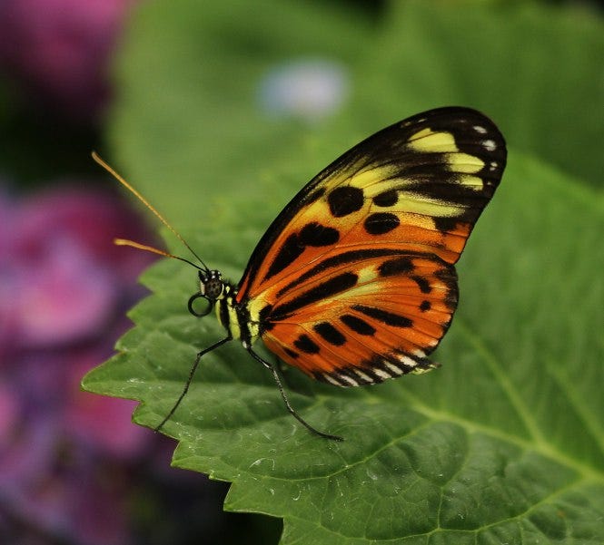 Coloring outside species boundaries: A ‘super’-cool example of adaptive ...