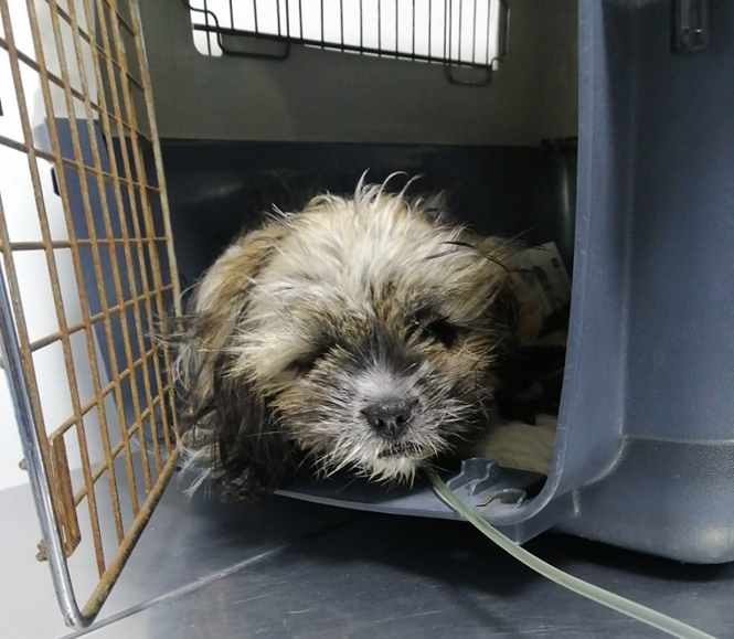 EL PARVOVIRUS CANINO, ENEMIGO MORTAL DE NUESTRAS MASCOTAS | by Data XXI ...