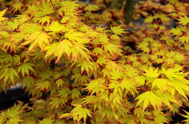 Orange Dream Japanese Maple: A Stunning Addition to Any Garden | by ...