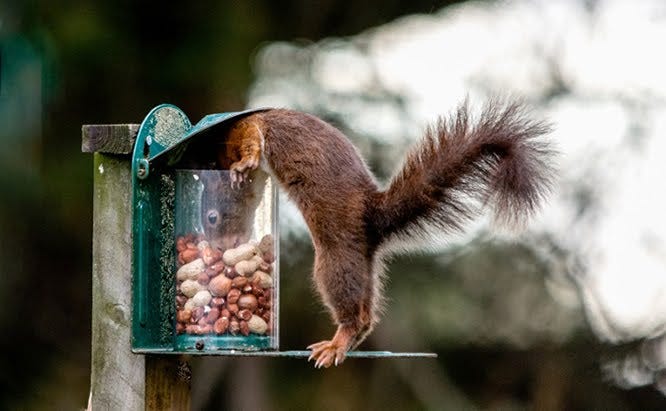 The Commonality of Creatures. The Commonality of Creatures or Every ...