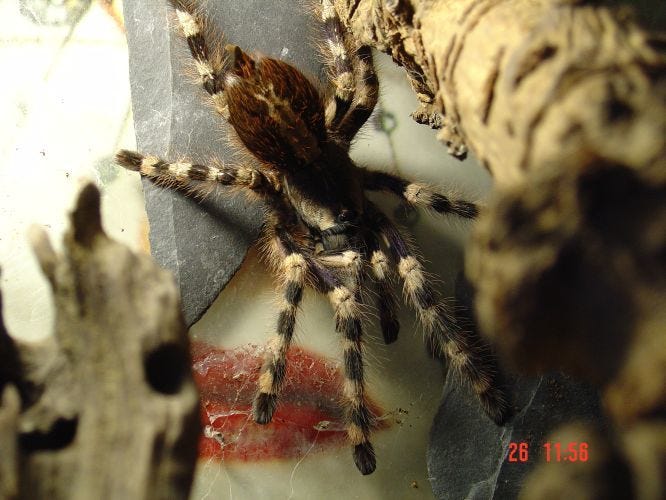 Beautiful Parachute Spider: Would You Save Me If I Was a Movie Star ...