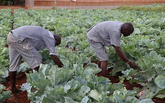 How Prison Farms Can Work in Nigeria | by InkScribe | Medium