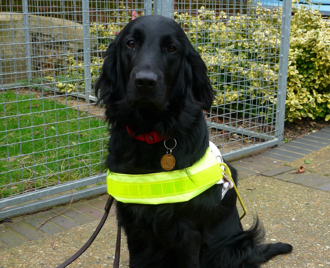 My Best Friend and I. A girl, her guide dog and the ultimate… | by Asha ...