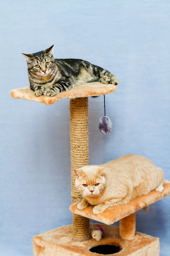 Things That Make for Excellent Cat Lover’s Gifts And Cat Cave | by ...