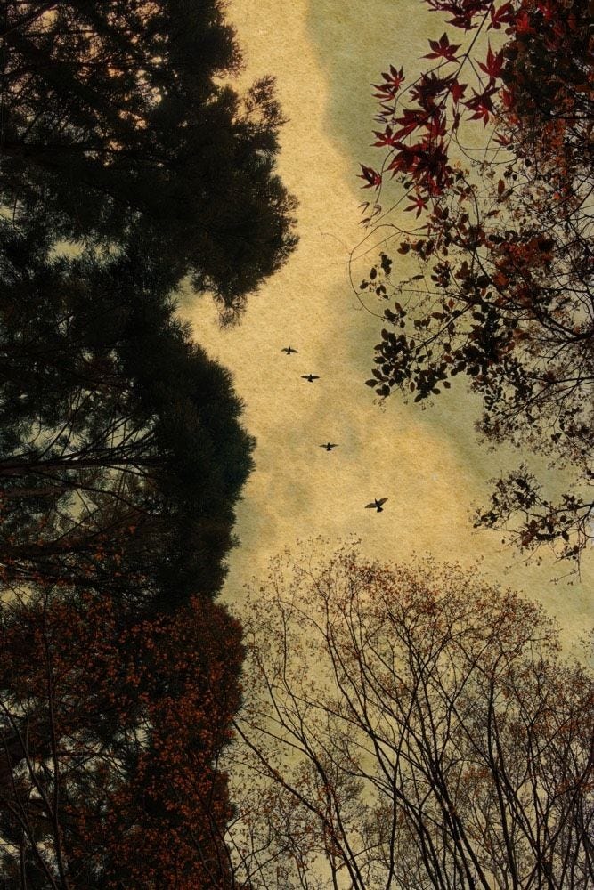 The Ruthless Shadow. First Poem | by Brian S. Blake | Medium