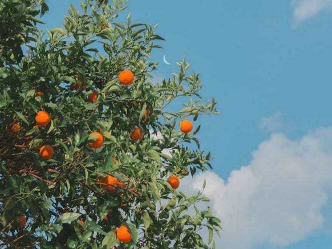 When life gives you tangerine. | by Olly Faigmani | Mar, 2025 | Medium