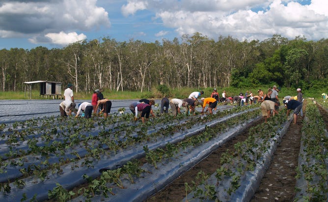 Farm owner: working holiday workers help me a lot. Don’t cut them back ...