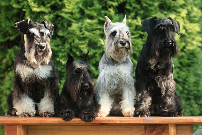 Benefits of Breeding Miniature Schnauzers - My Little Schnauzers LLC ...