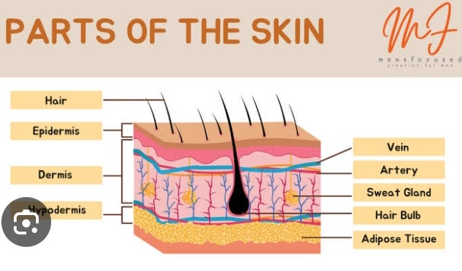 Introduction of skin and it’s functions; | by Hibba | Oct, 2024 | Medium