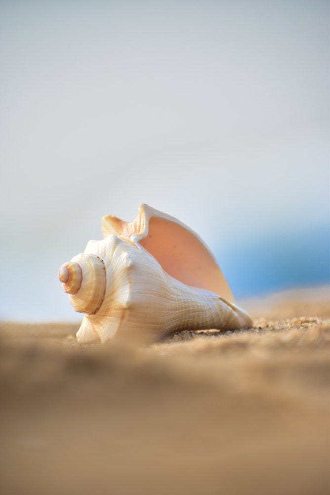 Lord Of The Flies Ralph Conch