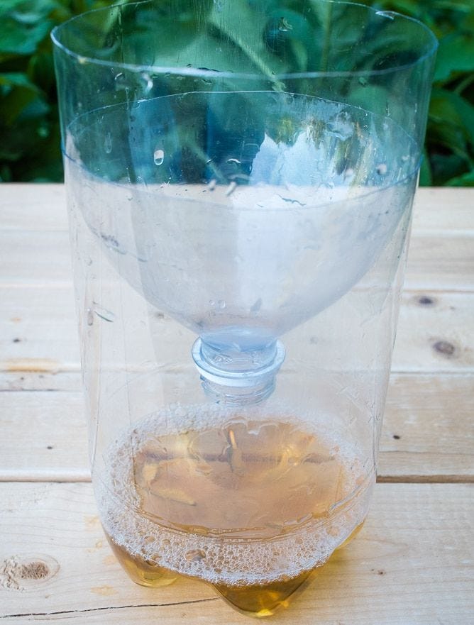 Making a fruit fly trap. Making a fruit fly trap is a simple and… | by ...
