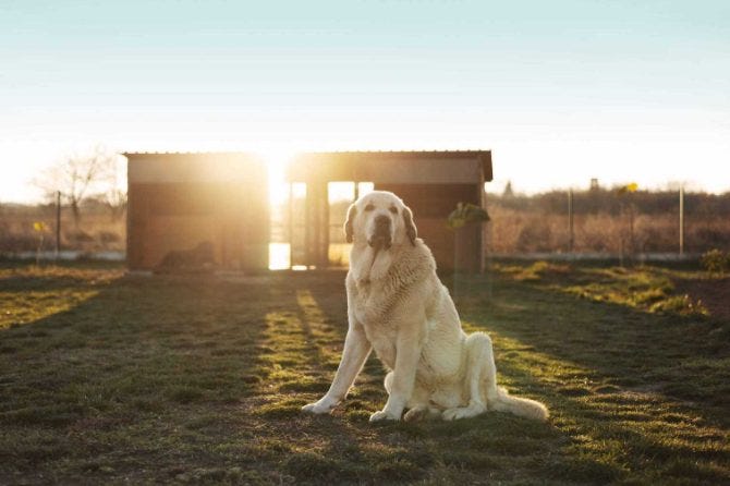 TOP 10 GUARD DOG BREEDS YOU’LL LOVE | by mrnmrspet | Medium
