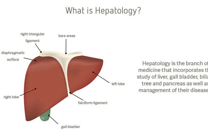 What is Hepatology?. “Hepat” stands for Liver. Hepat- comes… | by Dr ...