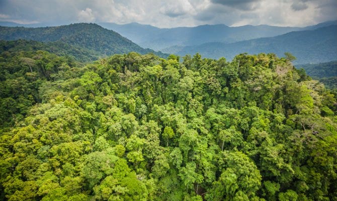What the heck is REDD+ and why should you care? | by Stand For Trees ...