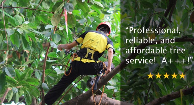 Why Use Houston Tree Services?. We are a certified tree removal and ...