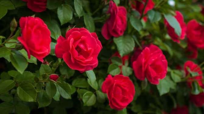 The King of Flowers, the Rose. Medicine which made by roses | by ...
