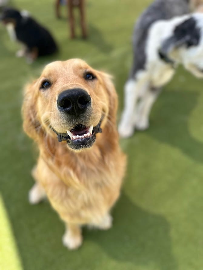 Where to Take Your Dog in Los Angeles When You’re Going Out of Town ...