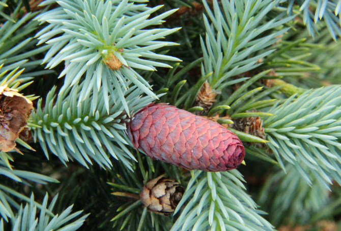 Ruby Teardrops: The Showstopping Dwarf Spruce with a Dazzling Spring ...