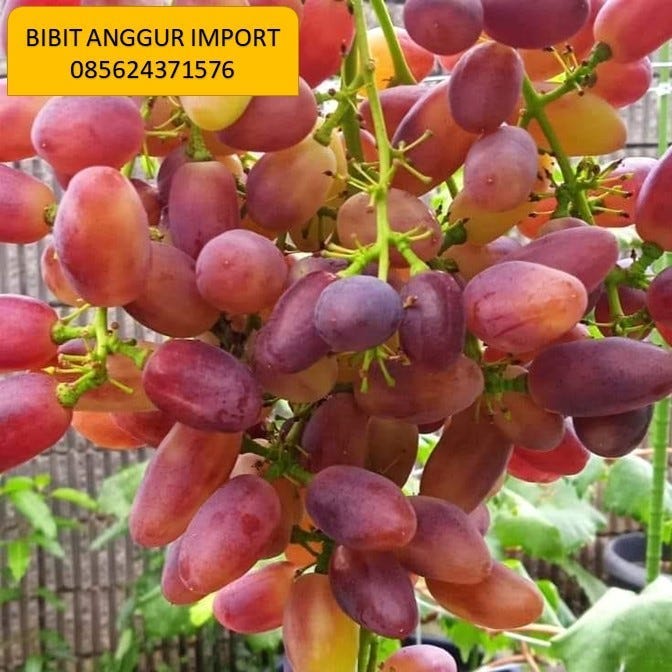 085624371576,suplier bibit anggur import surabaya,suplier bibit pohon ...