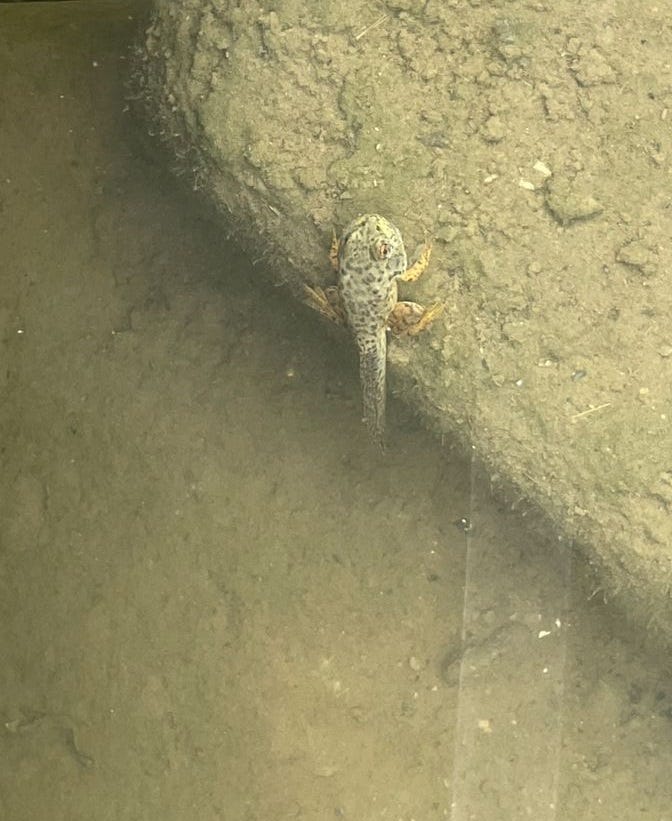 Short Story - Frederic, the Frugal Frog | by Miki Angelis | Medium