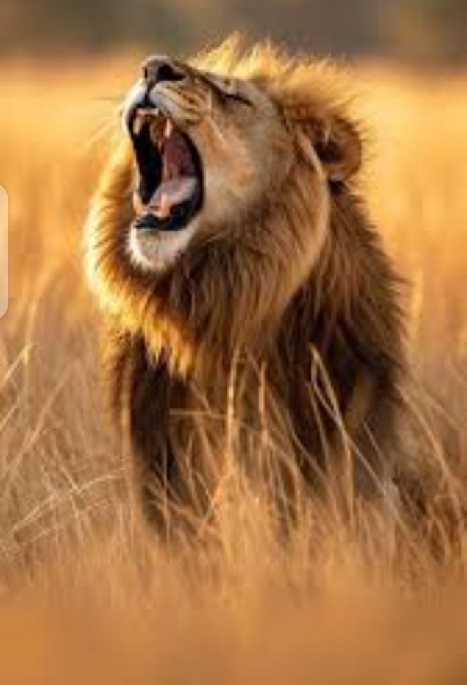 Roaring Lion