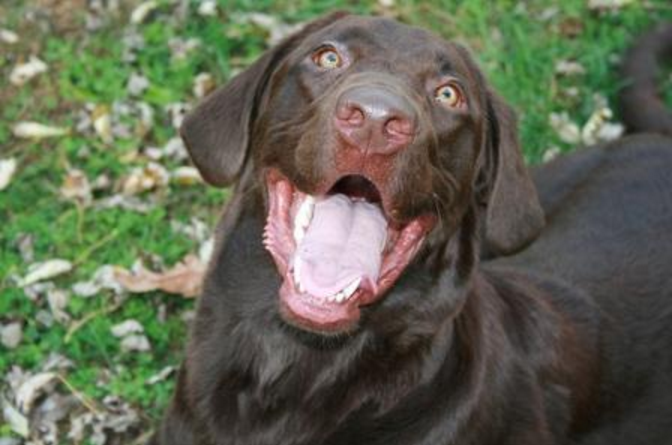 Labrador Retrievers Most Popular Breed For 29 Years | by Labs | Medium