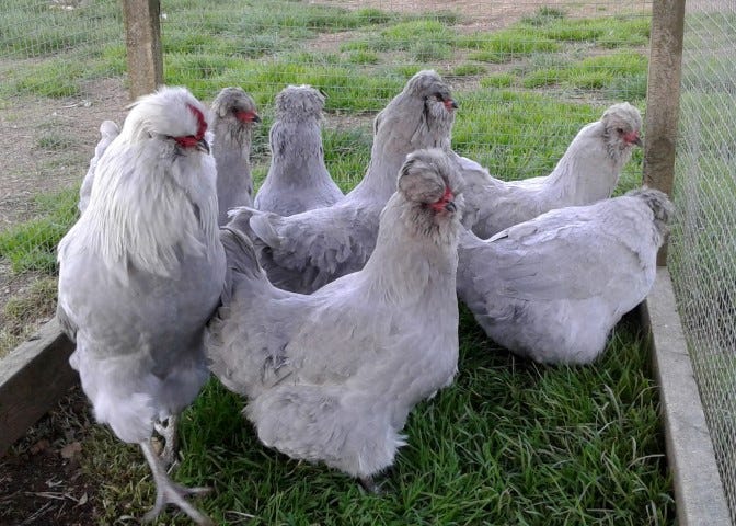 Araucana Chickens. The Araucana chicken breed is said to… | by Jiozee ...