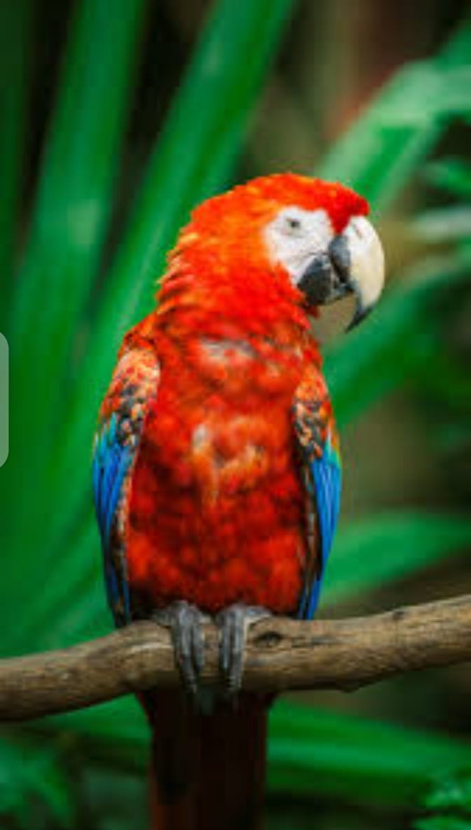 Parrots are known to be able to mimic human speech | by Syed talib ...