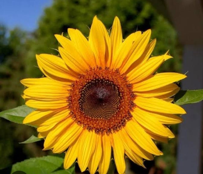 STORY OF A SUNFLOWER. Story of a Sunflower | by Ebunoluwa | Medium