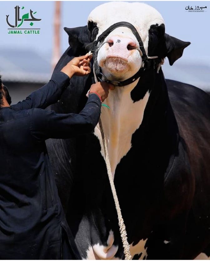 EID - UL- ADHA CELEBRATION IN PAKISTAN. A TIME FOR FEASTING AND FUN ...