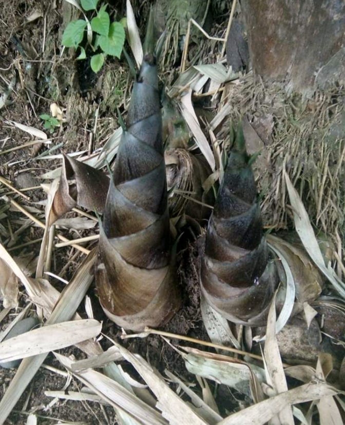Pusat Budidaya Herbal Rebung Bambu hitam Tambak Bayumas ...