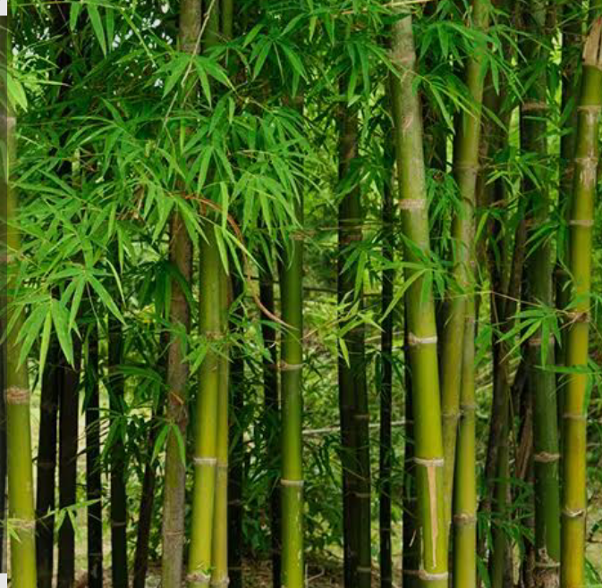 Title: "The Bamboo and the Oak" In a quiet forest nestled between misty ...