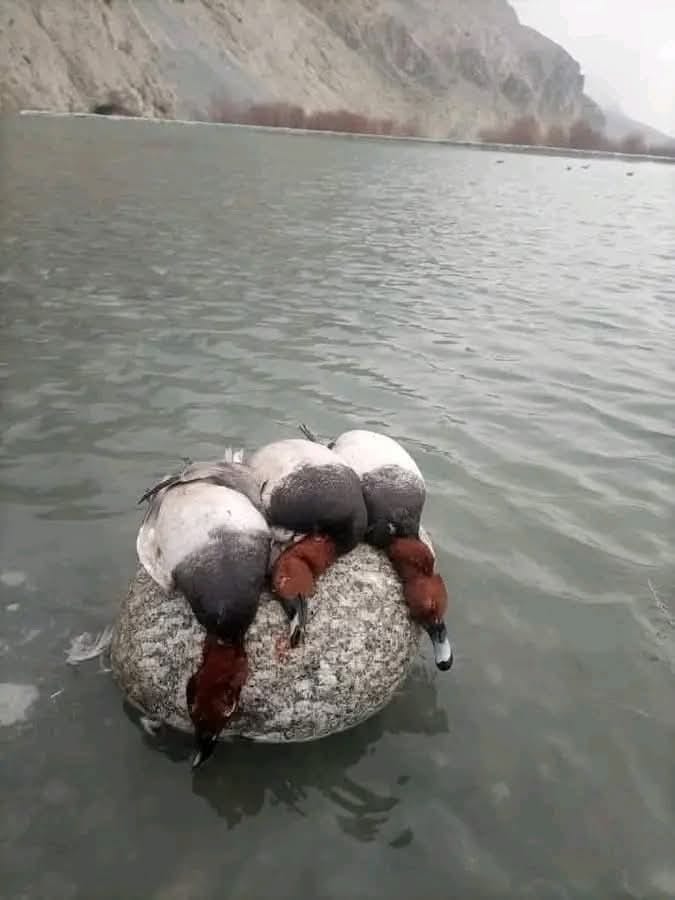 Should Birds be Hunted??. They are killed for one meal of meat… | by ...