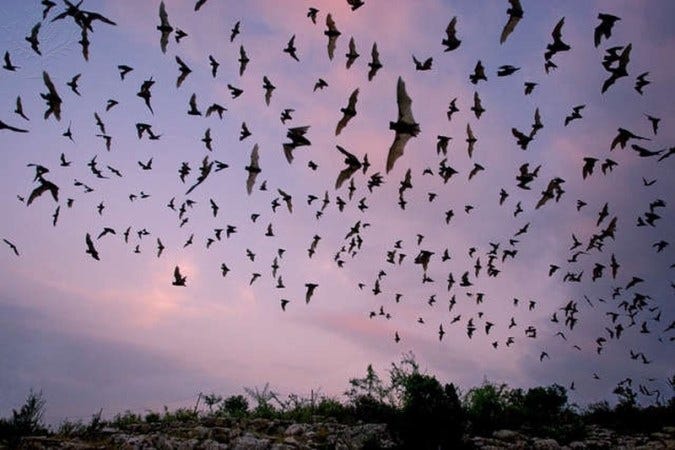 Bat Banter: Using Unsupervised Graph-Based Clustering to Discover ...