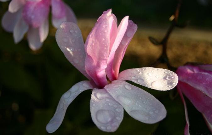 Pickled Magnolia Flowers. A Piquant Springtime Surprise | by Jeremy ...