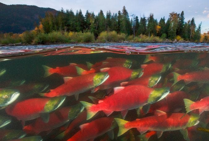 The Story of Salmon: Migrate Thousand Miles to Die | by anik k | Medium