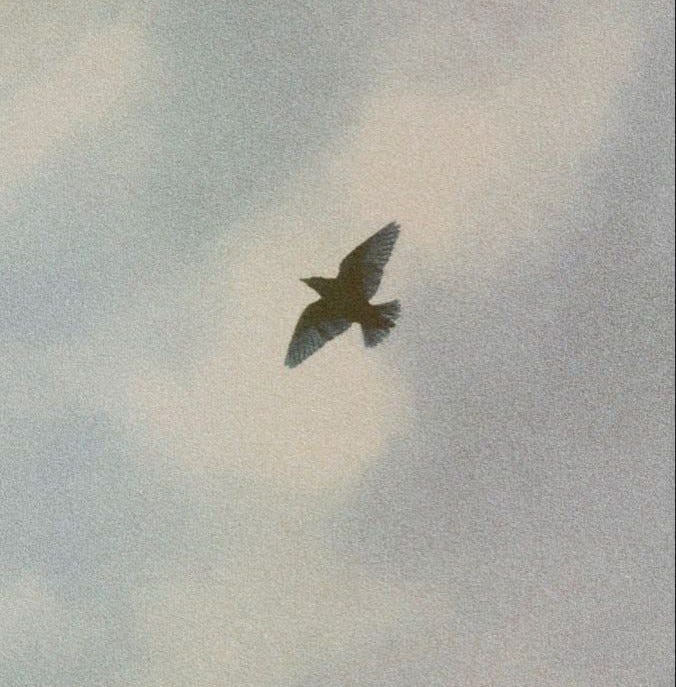 An unknown bird A symbol of the unseen mystery of life manifesting to ...