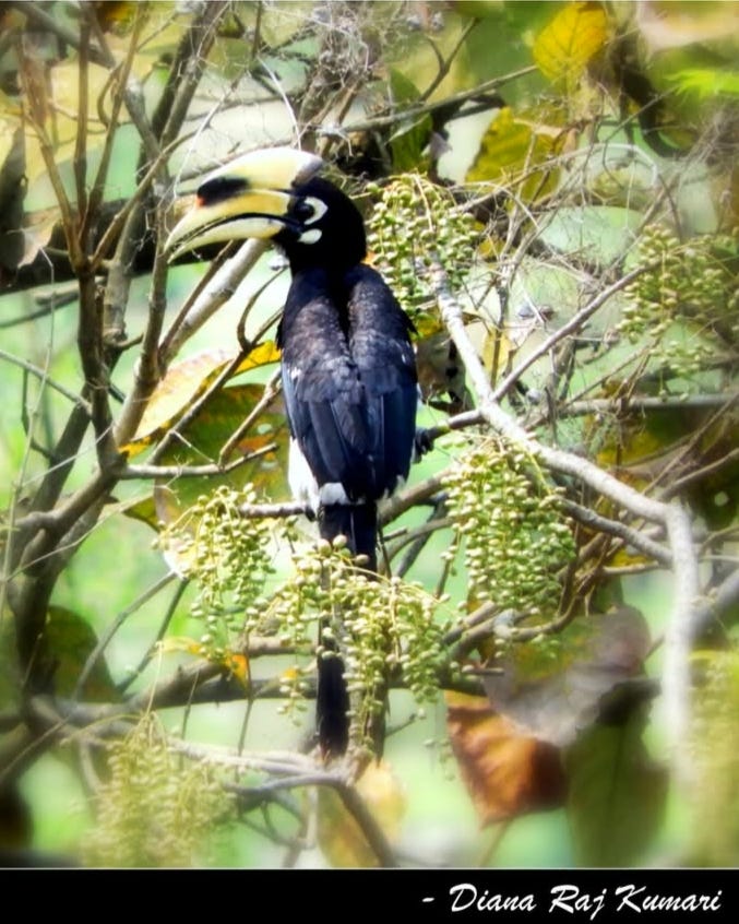 Wings and Whispers: Moments with Birds | by Diana Raj Kumari | Full ...