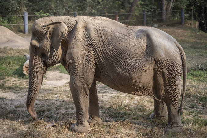 The Elephants Were Here Before Us | by Annelise Lords | Dancing ...