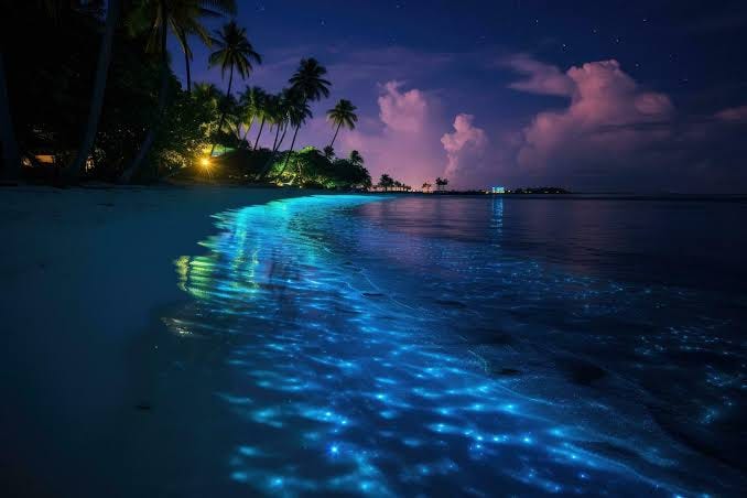 The Fascination with Bioluminescent Oceans | by Uday Kiran | Jan, 2025 ...