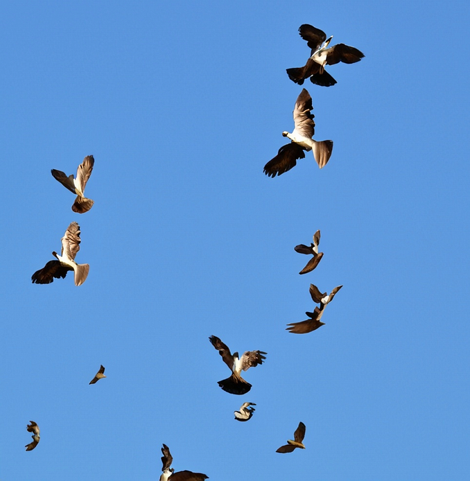 Summary of “Birds in Flight” by Anni Taylor. | by Sindi5 | Medium