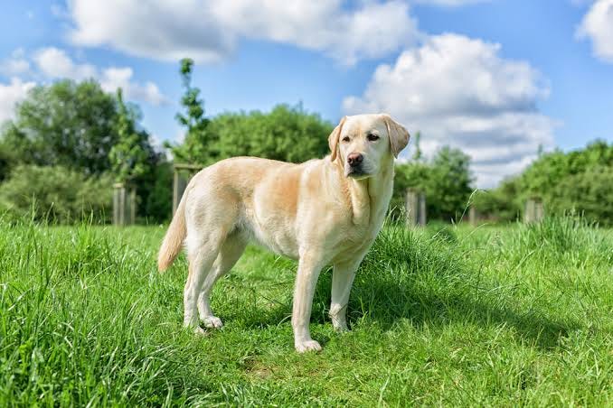 Things to know before you bring home a Labrador Retriever | by Er ...
