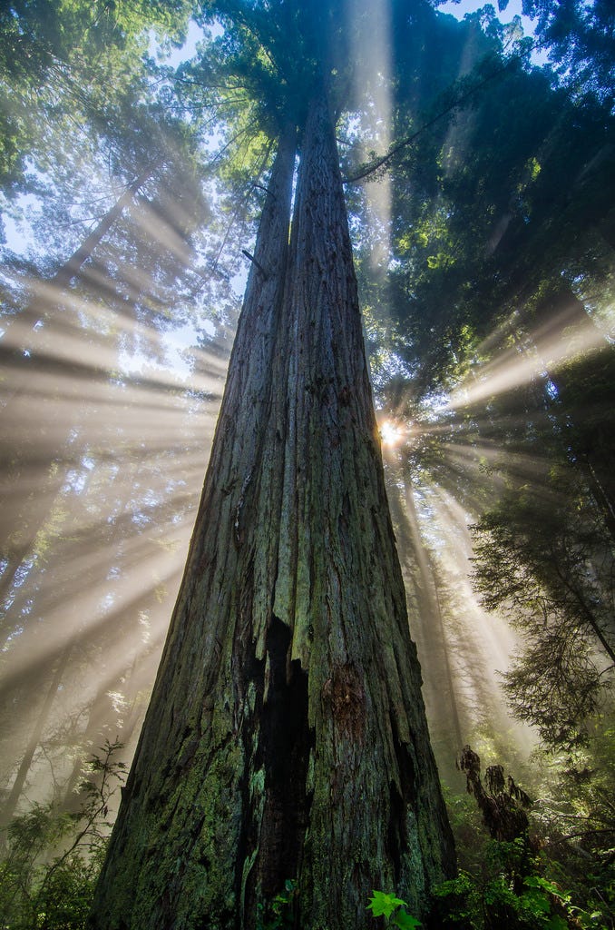 DAY 9 — TREES OUTGROWN. THOUGHTS ARE SEEDS THAT TURN INTO TREES | by A ...