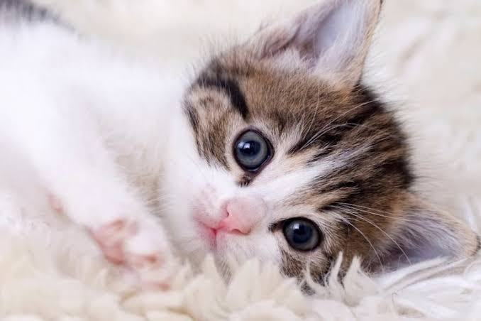 Demystifying Cat Behaviors: What Your Feline Friend Is Trying to Tell ... Demystifying Cat Behaviors: What Your Feline Friend Is Trying to Tell ...